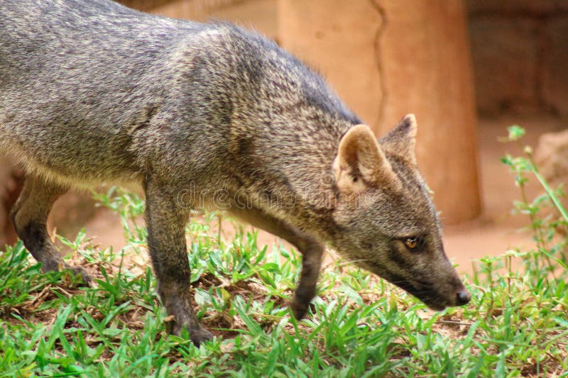 Hoary fox in zoo stock photo. Image of nature, male - 173703306