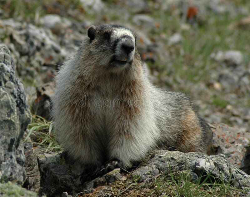Hoary marmot stock photo. Image of mammal, animal, marmot - 148670