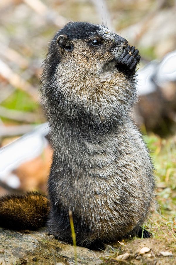 Hoary Marmot Portrait stock photo. Image of marmot, animal - 9277490