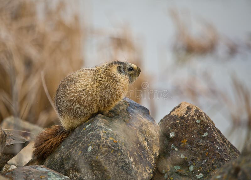 Hoary marmot stock photo. Image of mammal, animal, marmot - 148670