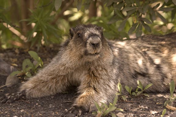 Hoary marmot. stock image. Image of rodent, marmot, teeth - 3812817