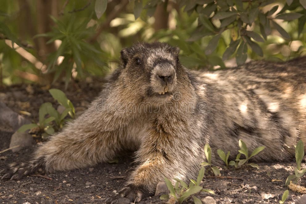 Hoary marmot. stock image. Image of rodent, marmot, teeth - 3812817