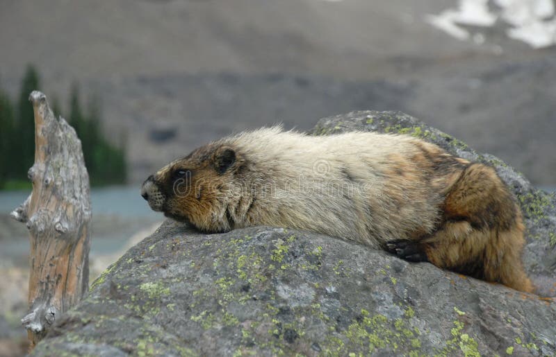 Marmot stock image. Image of marmot, hole, sichuan, grass - 4707161