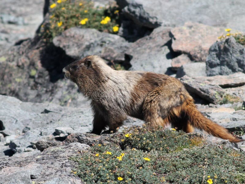 Hoary Marmot Running through a Meadow Stock Image - Image of caligata ...