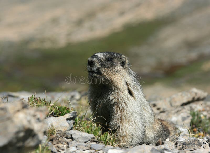 Hoary Marmot Looking at Camera Stock Image - Image of rodent, alpine ...
