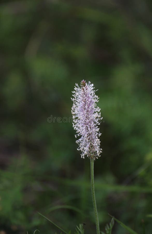 Hoary Plantain stock photo. Image of objec, colors, vertical - 46523856