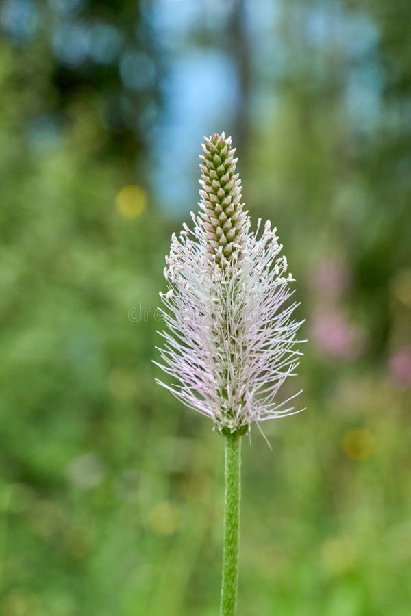 Hoary Plantain, Typical Flora from the Swiss Alps Stock Photo - Image ...