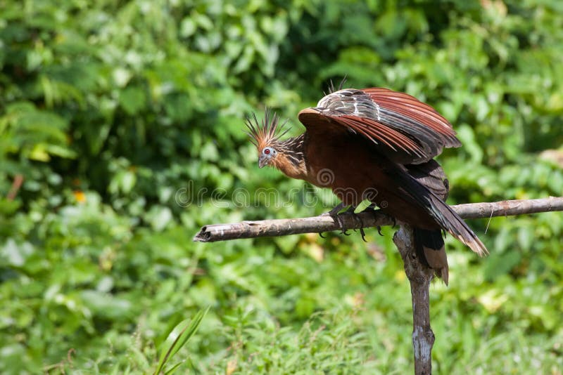 Photo of the Tropical Hoatzin Stock Image - Image of stick, tropical ...
