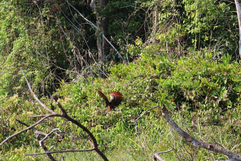 Hoatzin Bird Spreading it S Colorful Wings, Looking into the Camera ...