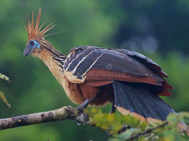 Hoatzin or Stink Bird, Lake Sandoval, Peruvian Amazon Stock Image ...