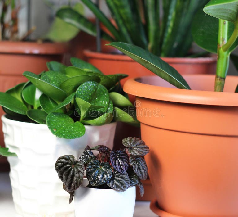 Hobbies â€“ Mix of Beautiful Plants in the Pot Stock Photo - Image of ...