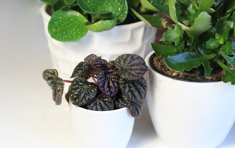 Hobbies â€“ Mix of Beautiful Plants in the Pot Stock Image - Image of ...