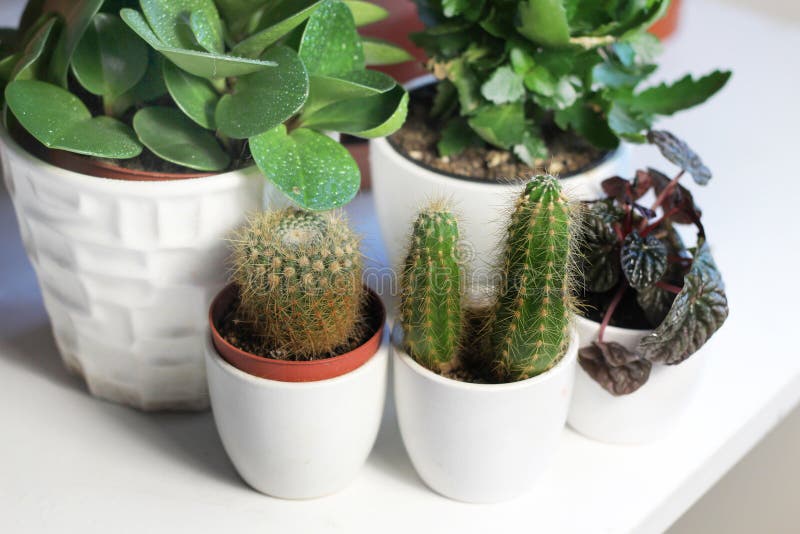 Hobbies â€“ Mix of Beautiful Plants in the Pot Stock Image - Image of ...