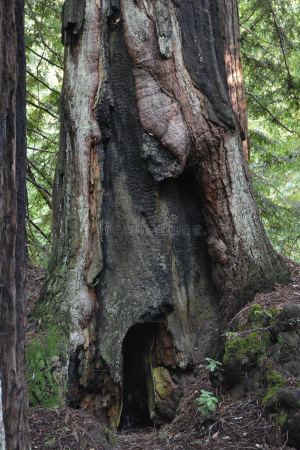 Hobbit Hole stock image. Image of basin, leaves, redwood - 94654227