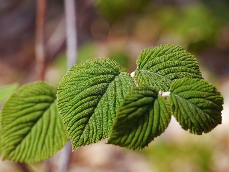 Hobble Bush Leaf Patterns stock image. Image of hobblebush - 54370571
