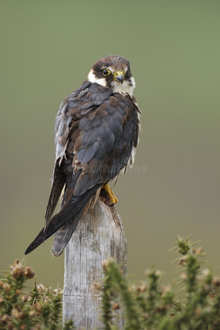 2,716 Hobby Falcon Stock Photos - Free & Royalty-Free Stock Photos from ...