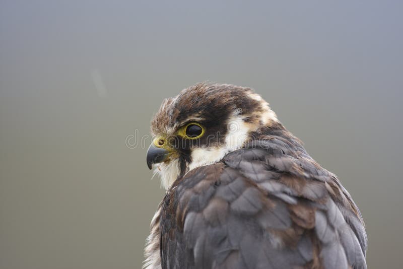 Hobby stock photo. Image of prey, raptor, captive, falcon - 20886354