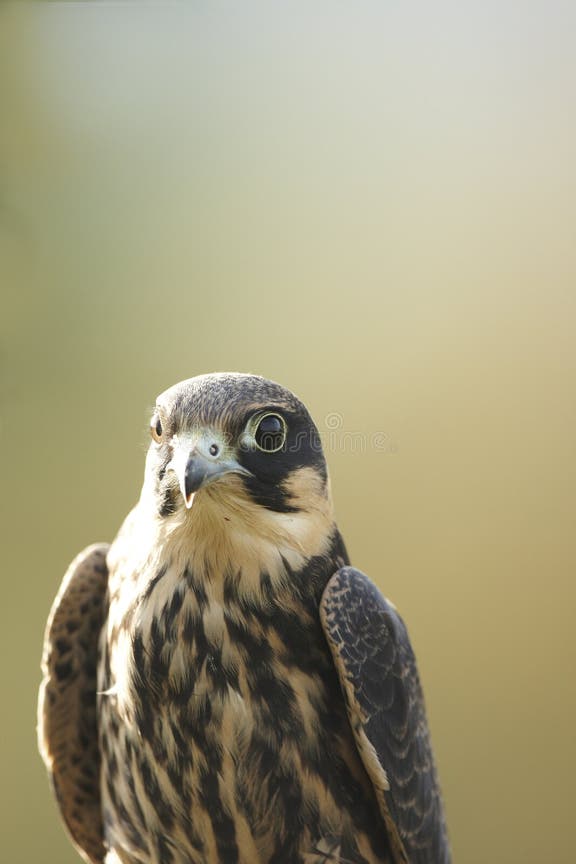 Hobby stock image. Image of predator, captive, prey, raptor - 21399873