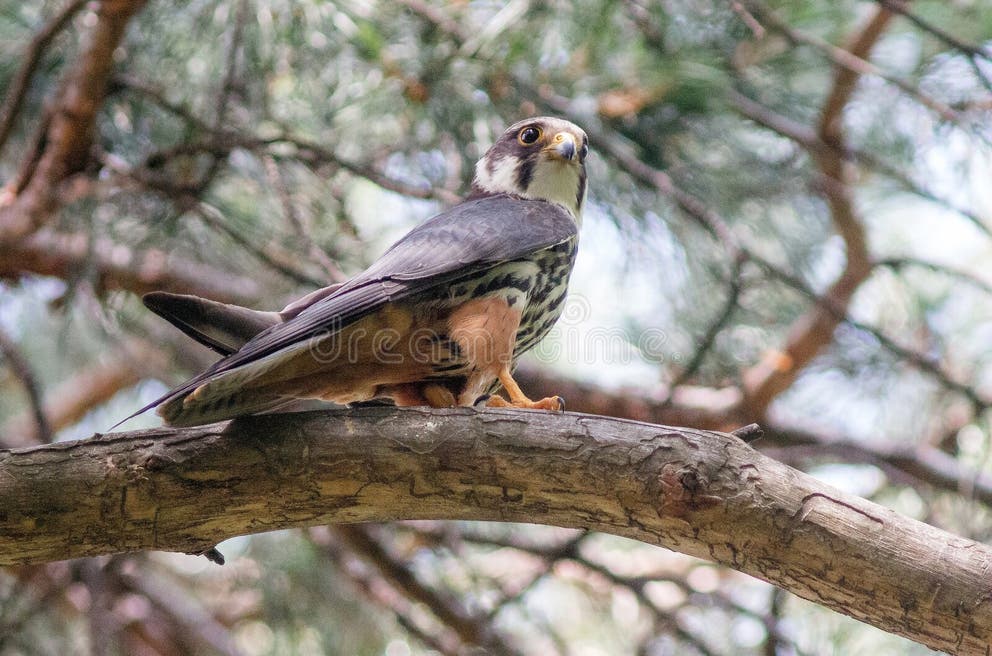 Hobby Bird of Prey Sitting on a Tree Branch Stock Image - Image of wild ...