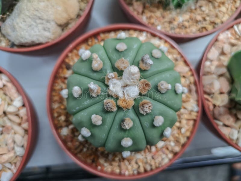 A Hobby Cacti Collection.cactus and Succulent Stock Image - Image of ...