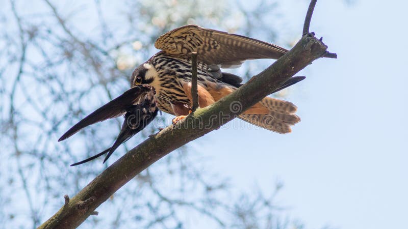 Hobby Caught a Swift for Lunch and Eats it while Sitting on a Pine Tree ...