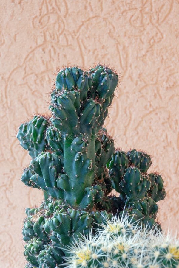 Cereus Forbesii Monster Cactus. Copy Space Stock Photo - Image of ...
