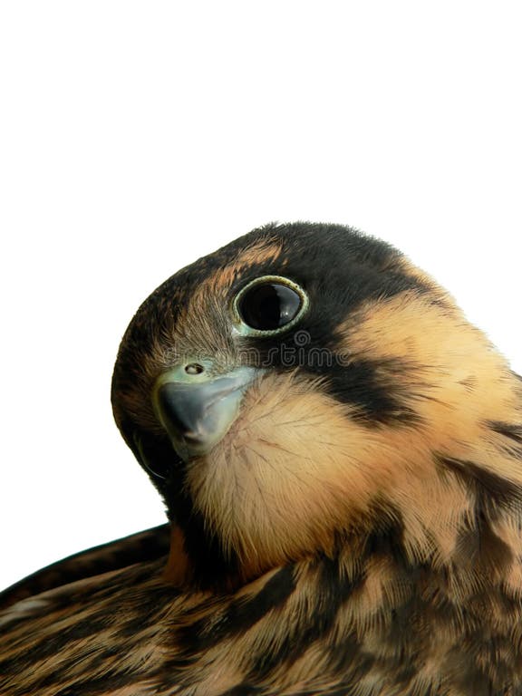Hobby falcon stock image. Image of animal, hawk, falcon - 11741387