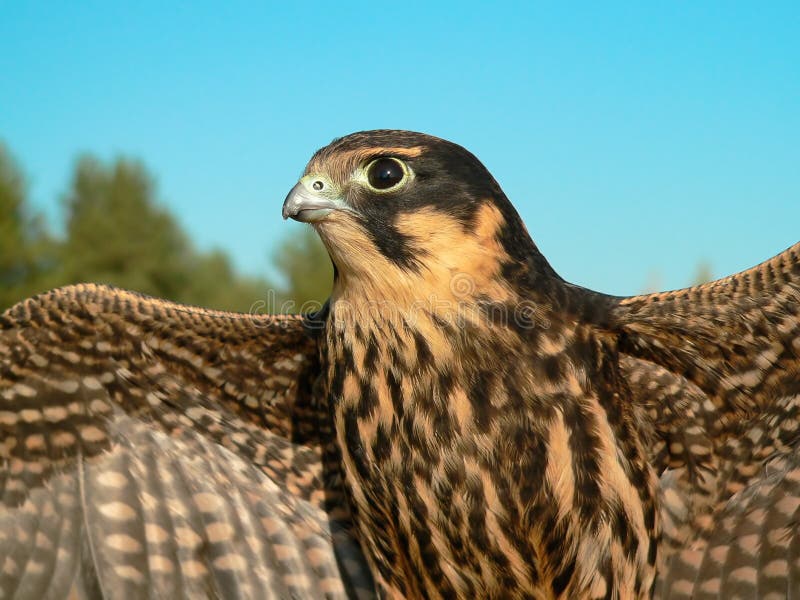 469 Hobby Falcon Photos - Free & Royalty-Free Stock Photos from Dreamstime