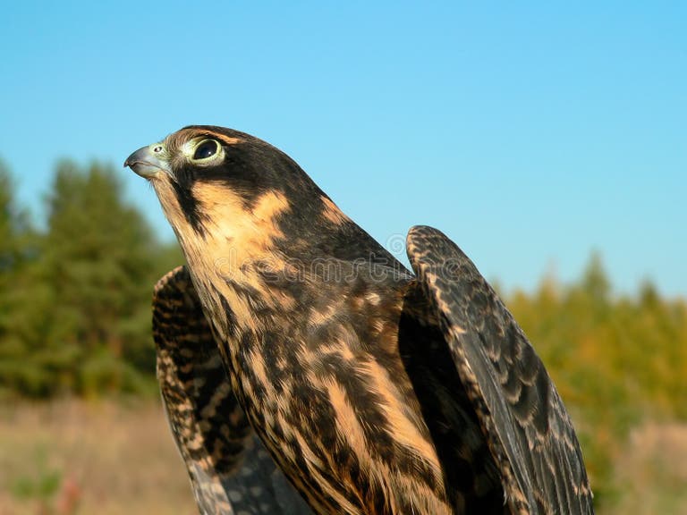 798 Hobby Hawk Stock Photos - Free & Royalty-Free Stock Photos from ...