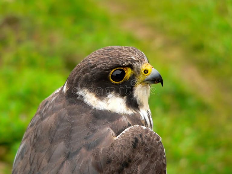 Hobby Falcon stock image. Image of tame, hunting, sideview - 12730157