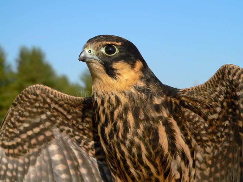 599 Hobby Hawk Stock Photos - Free & Royalty-Free Stock Photos from ...