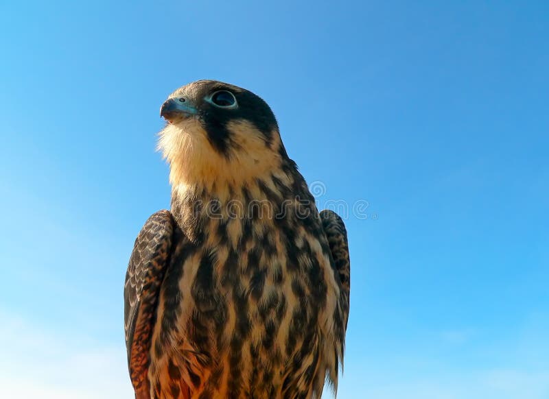 Young hobby falcon stock photo. Image of autumn, pattern - 12468178