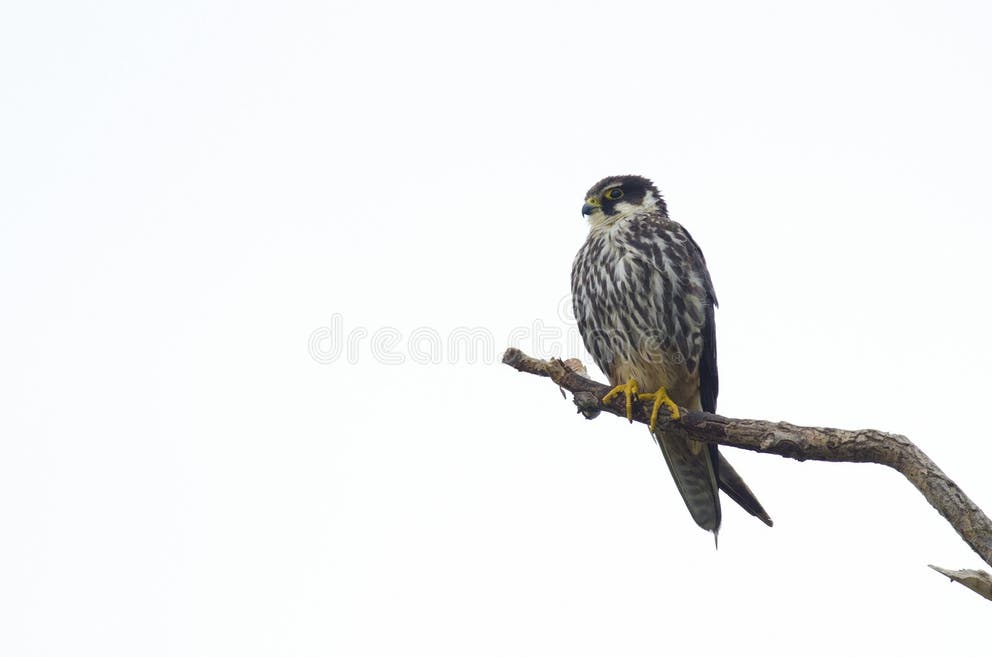 Hobby Falcon stock image. Image of falco, prey, vertical - 27869989