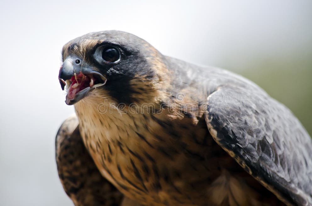 Hobby falcon stock image. Image of australia, feather - 99211861