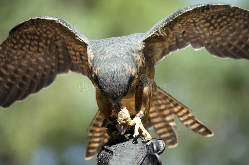 Hobby falcon stock photo. Image of eagle, raptor, wildlife - 99211506