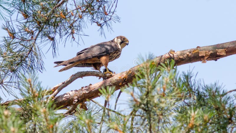Hobby Falcon Eats a Caught Swift while Sitting on a Branch Stock Photo ...