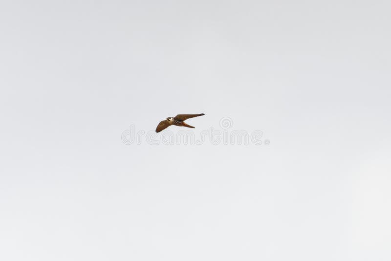 Hobby falcon in flight stock photo. Image of wall, somerset - 217549450