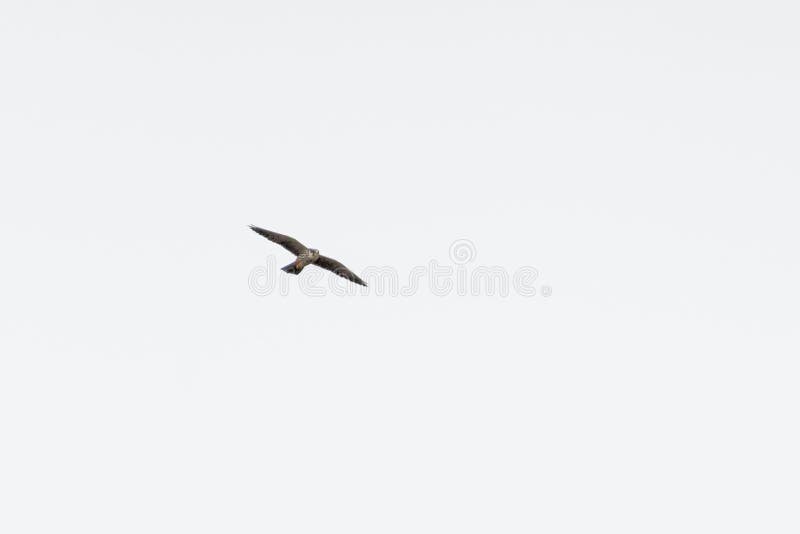 Hobby falcon in flight stock photo. Image of wetlands - 217549504