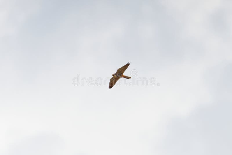 Hobby falcon in flight stock image. Image of large, falco - 217549577