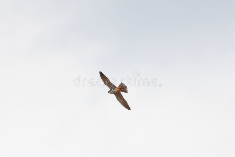 Hobby falcon in flight stock photo. Image of levels - 217549594