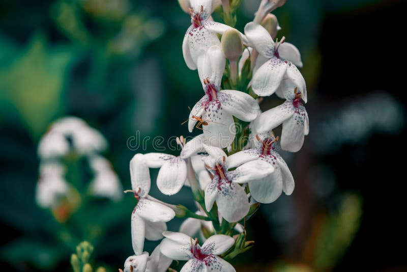 Hoby orchid stock photo. Image of orchid, form, greenhouse - 266742490