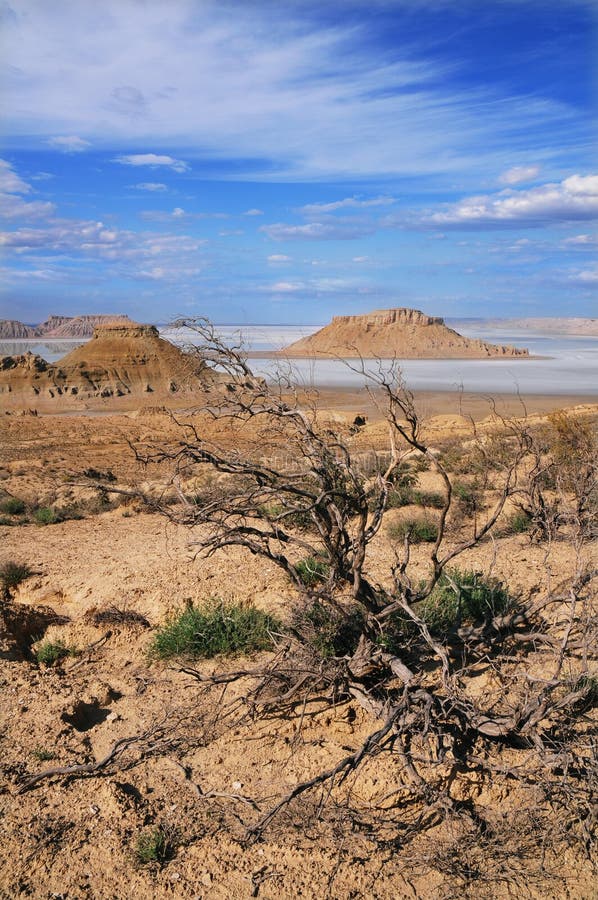 Hochebene Ustyurt, Getrocknetes Saksaul Stockbild - Bild von nave ...