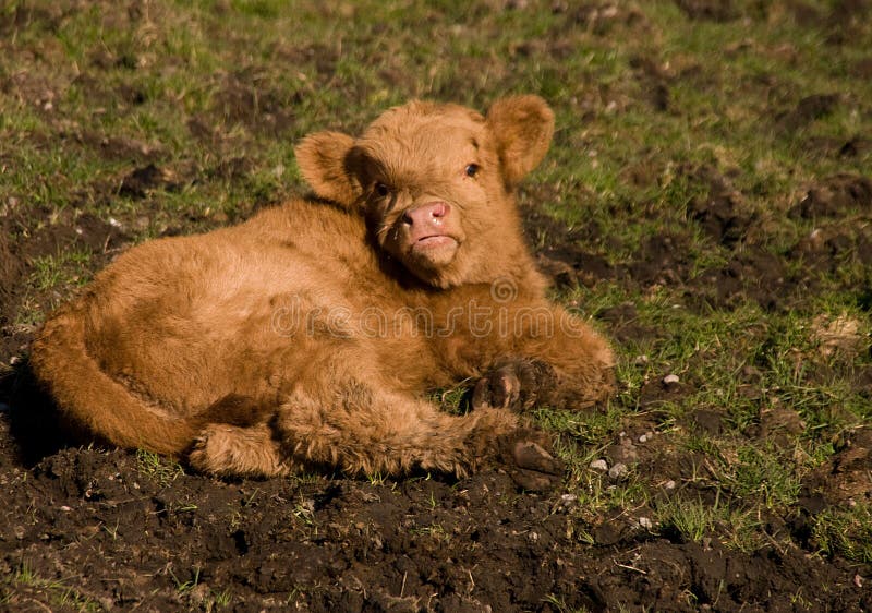 Hochland-Kalb stockbild. Bild von kalb, tier, vieh, hochland - 11229595