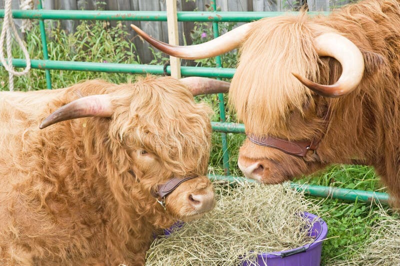 Kuh Und Nettes Kalb Des Hochlandviehs Stockfoto - Bild von haarig ...