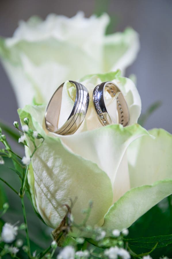 Hochzeitsringe stockbild. Bild von feier, braut, schönheit - 15569829