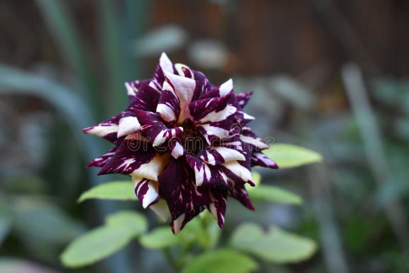 Hocus Pocus rose stock photo. Image of pocus, petals - 231536396