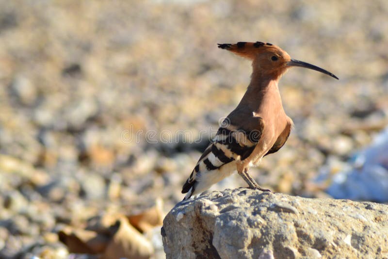 Hodhod stock photo. Image of beach, fantastic, standing - 65873072