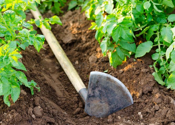 Hoe by potato plants stock photo. Image of soil, ground - 25933792