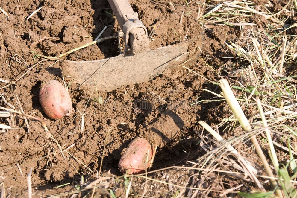 Hoe and potatoes stock photo. Image of harvest, ground - 16180216