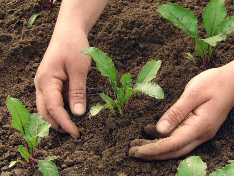 Hoeing stock image. Image of gardening, farmland, activity - 9778751